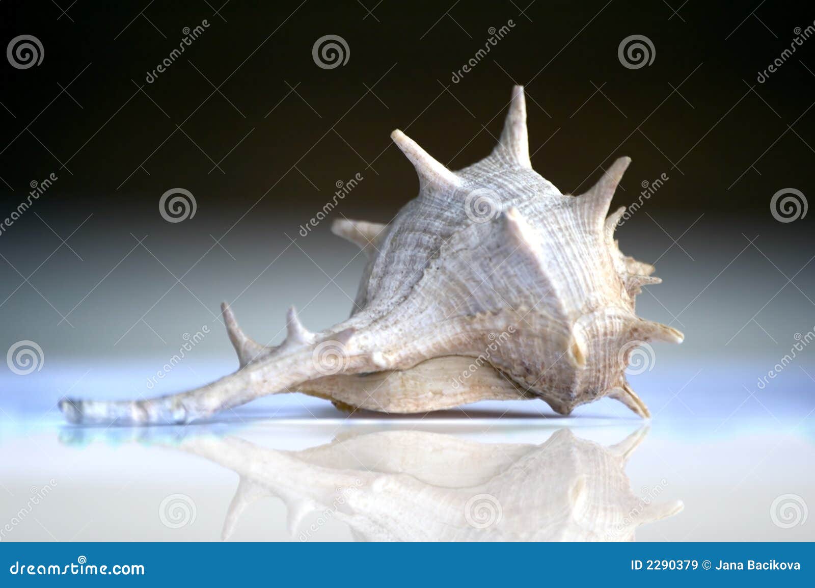 Stingy shell stock image. Image of shell, relax, salt - 2290379