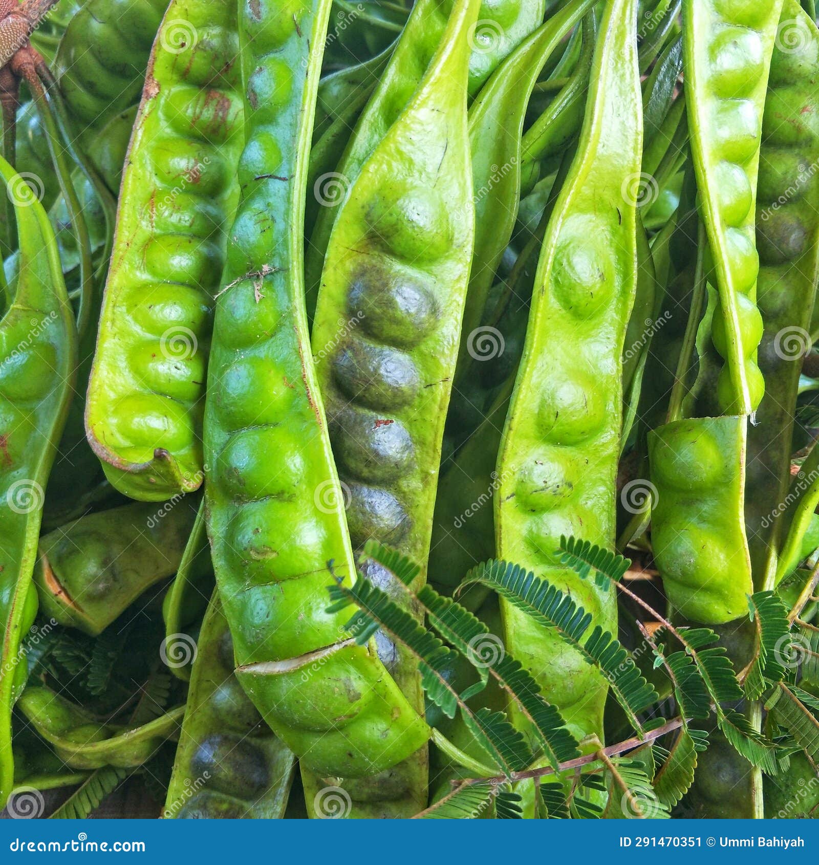 Stink bean from tree. stock image. Image of petai, fresh - 291470351