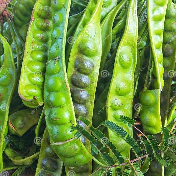 Stink bean from tree. stock image. Image of petai, fresh - 291470351