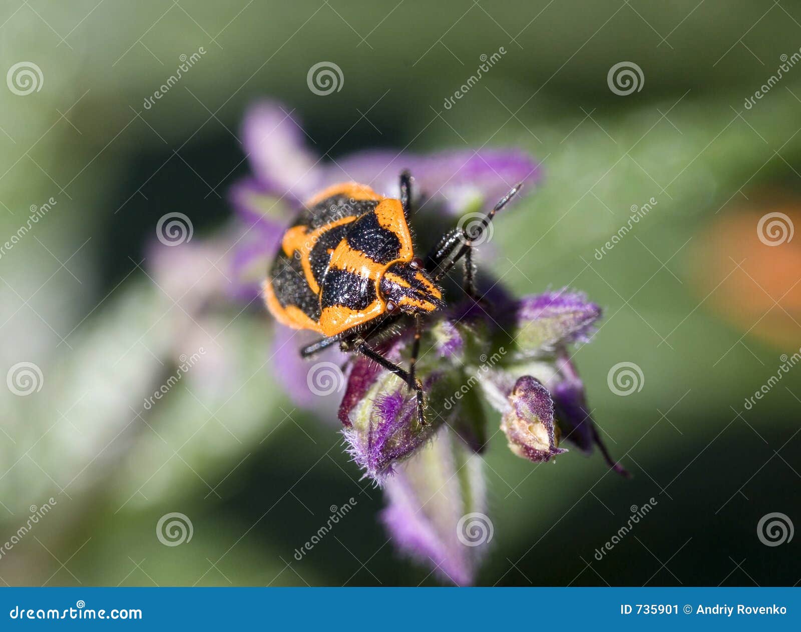 Stink beetle stock image. Image of cantharis, stream, plants - 735901