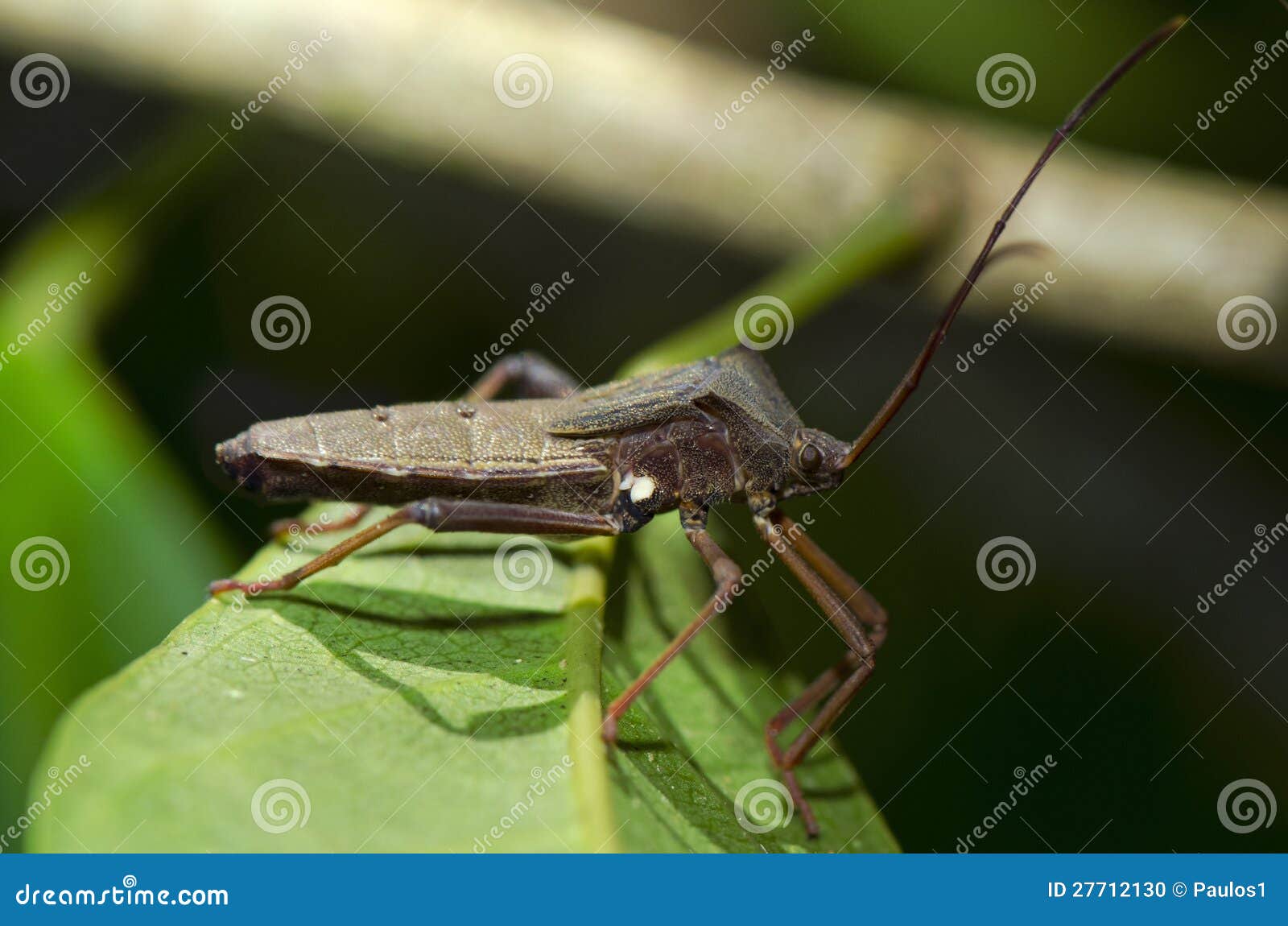 Stink bug stock photo. Image of close, pentatomidae, macro - 27712130