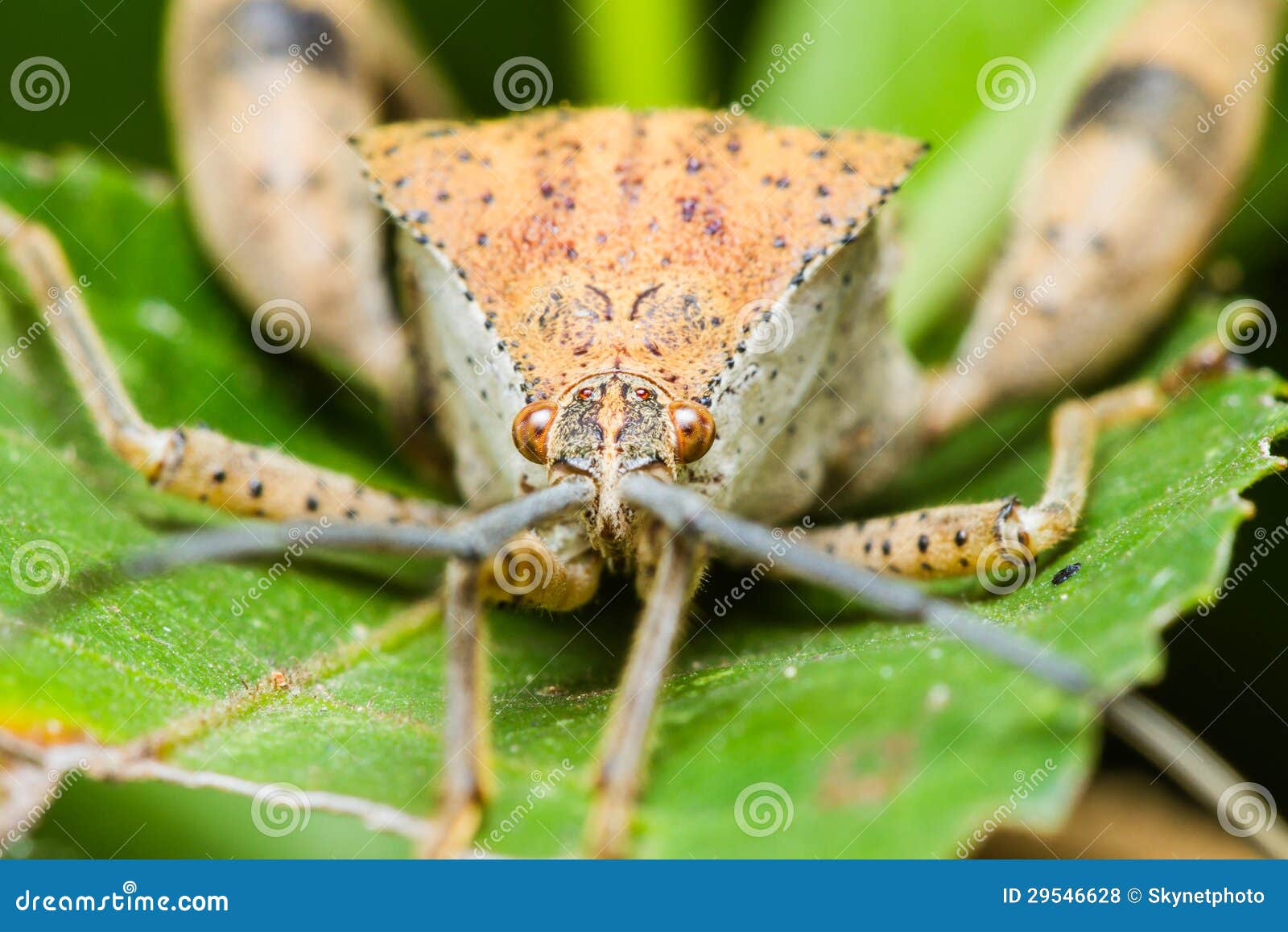 Stink bug stock photo. Image of nature, creature, body - 29546628