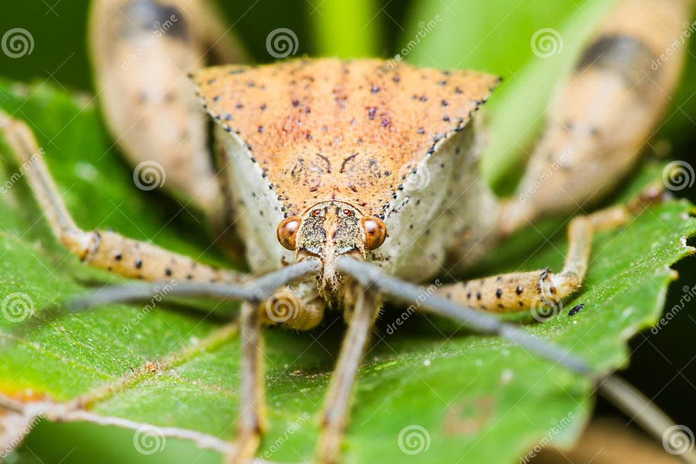 Stink bug stock photo. Image of nature, creature, body - 29546628