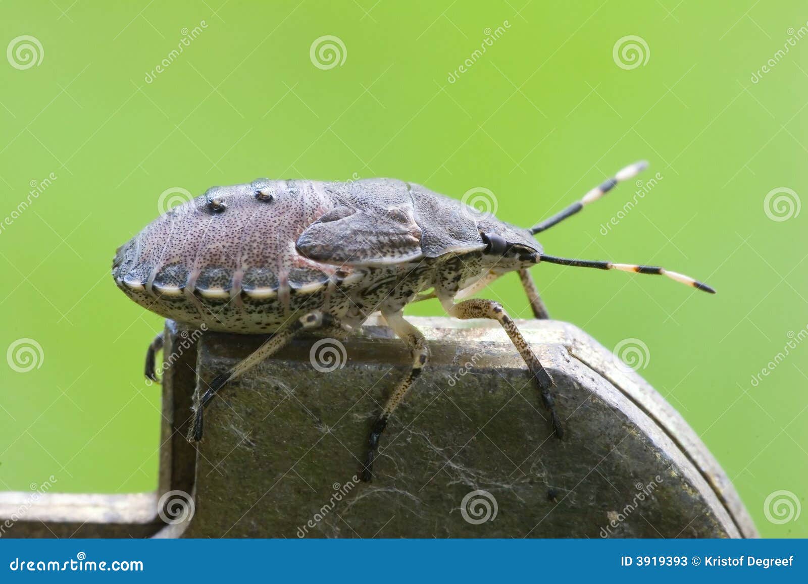 Stink bug stock image. Image of colorful, hanging, marked - 3919393
