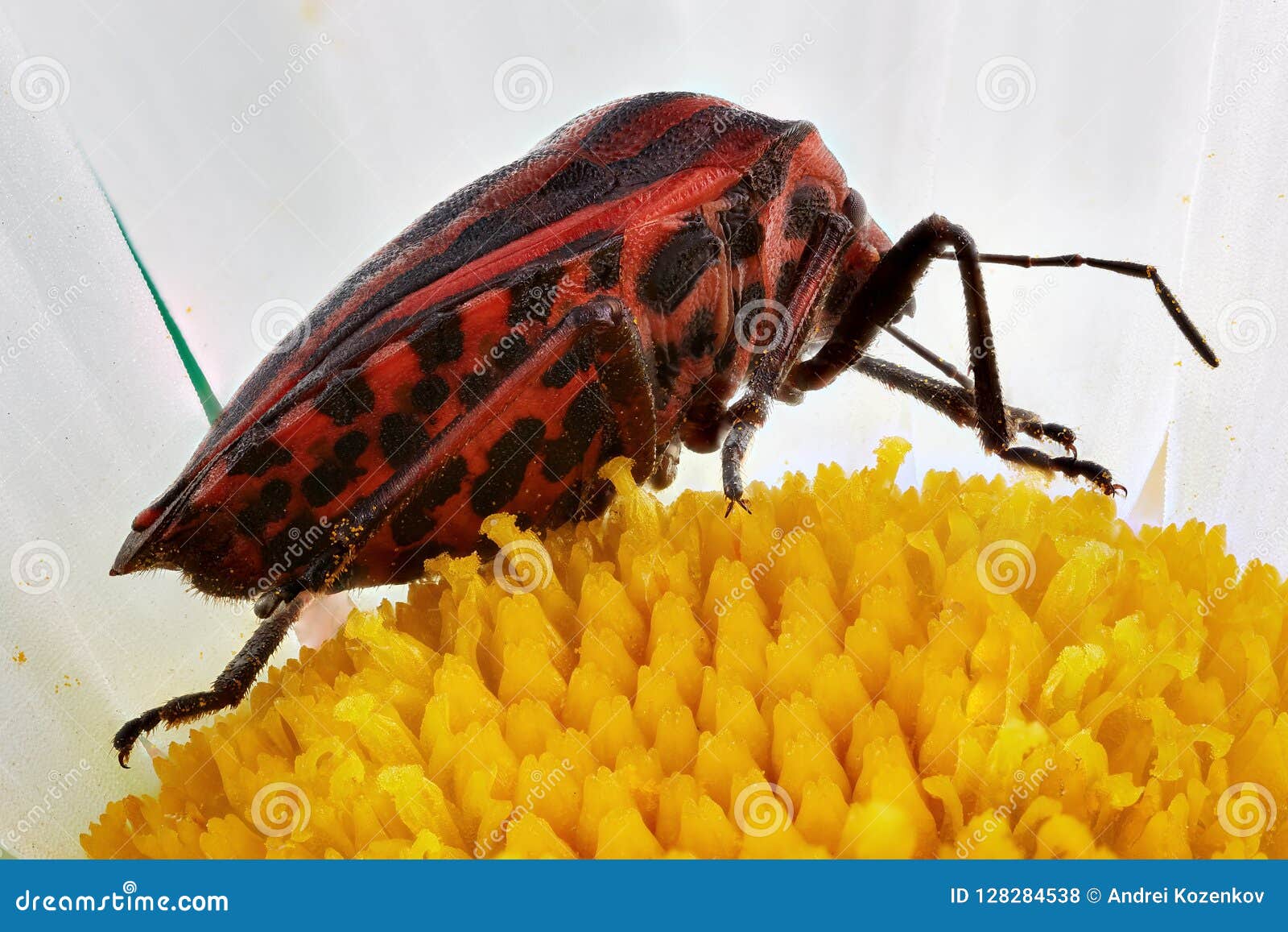 Stink Bug Bar is Sitting on Camomile Stock Photo - Image of macro ...