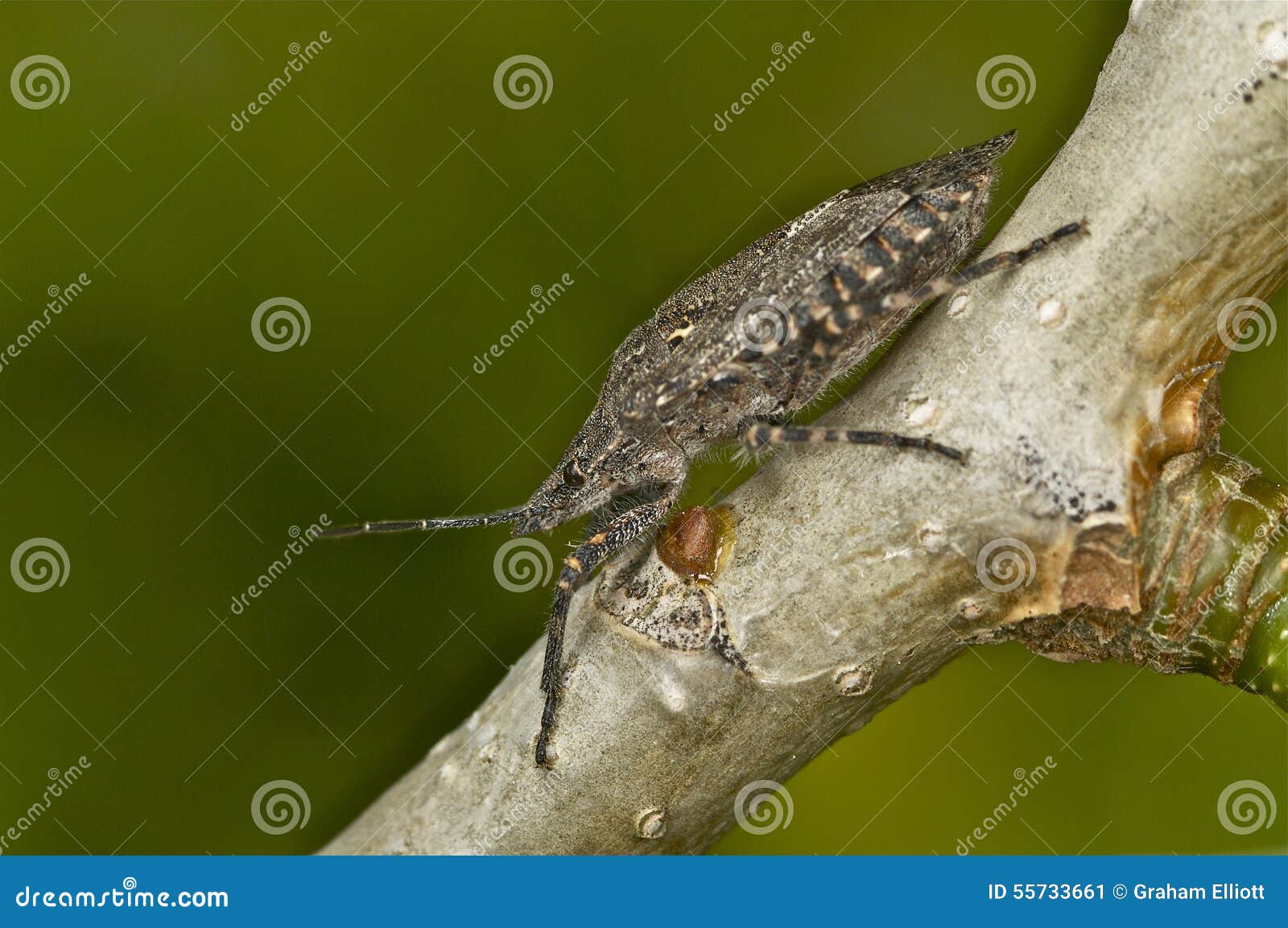 Stink bug on a branch stock image. Image of caterpillar - 55733661