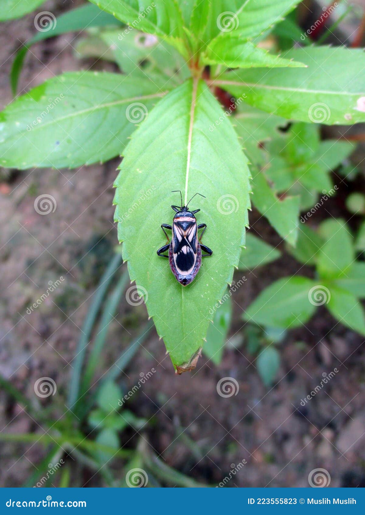 Stink bug stock image. Image of cute, patterns, beetle - 223555823