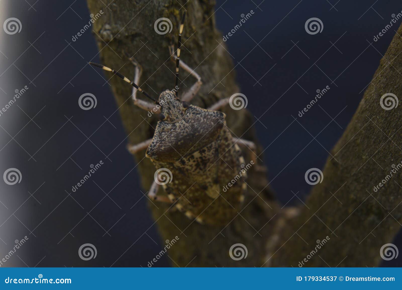 Stink bug stock image. Image of drop, repugnant, insect - 179334537