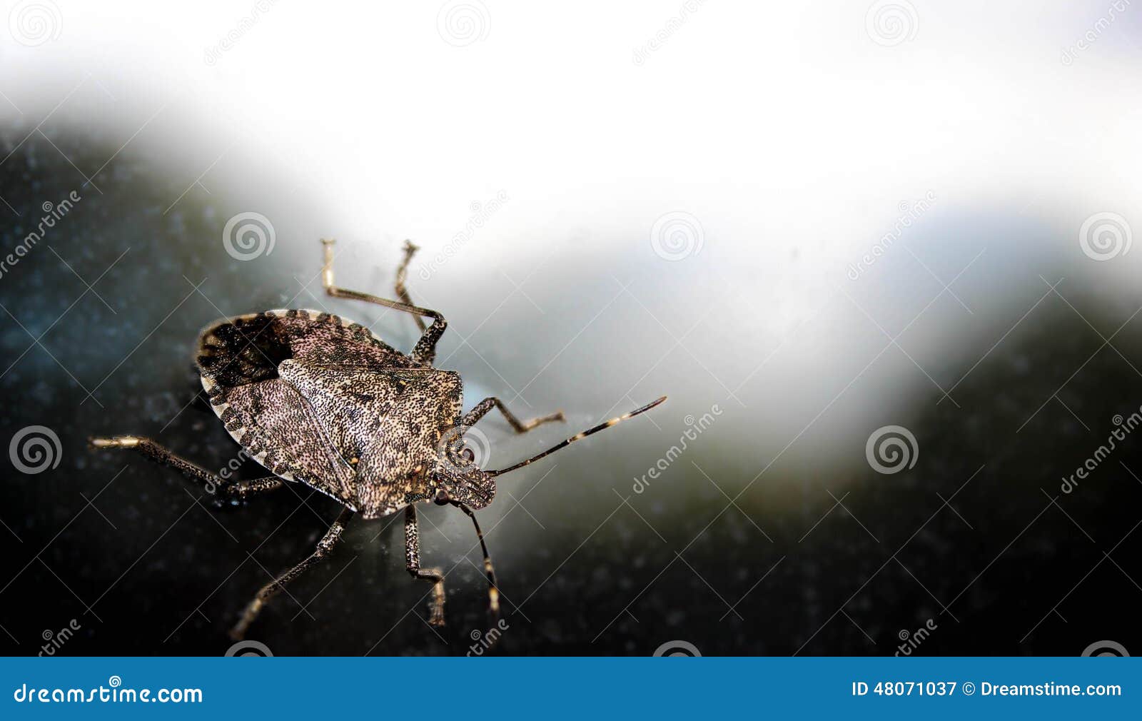 Stink Bug Close Up stock image. Image of organism, macro - 48071037