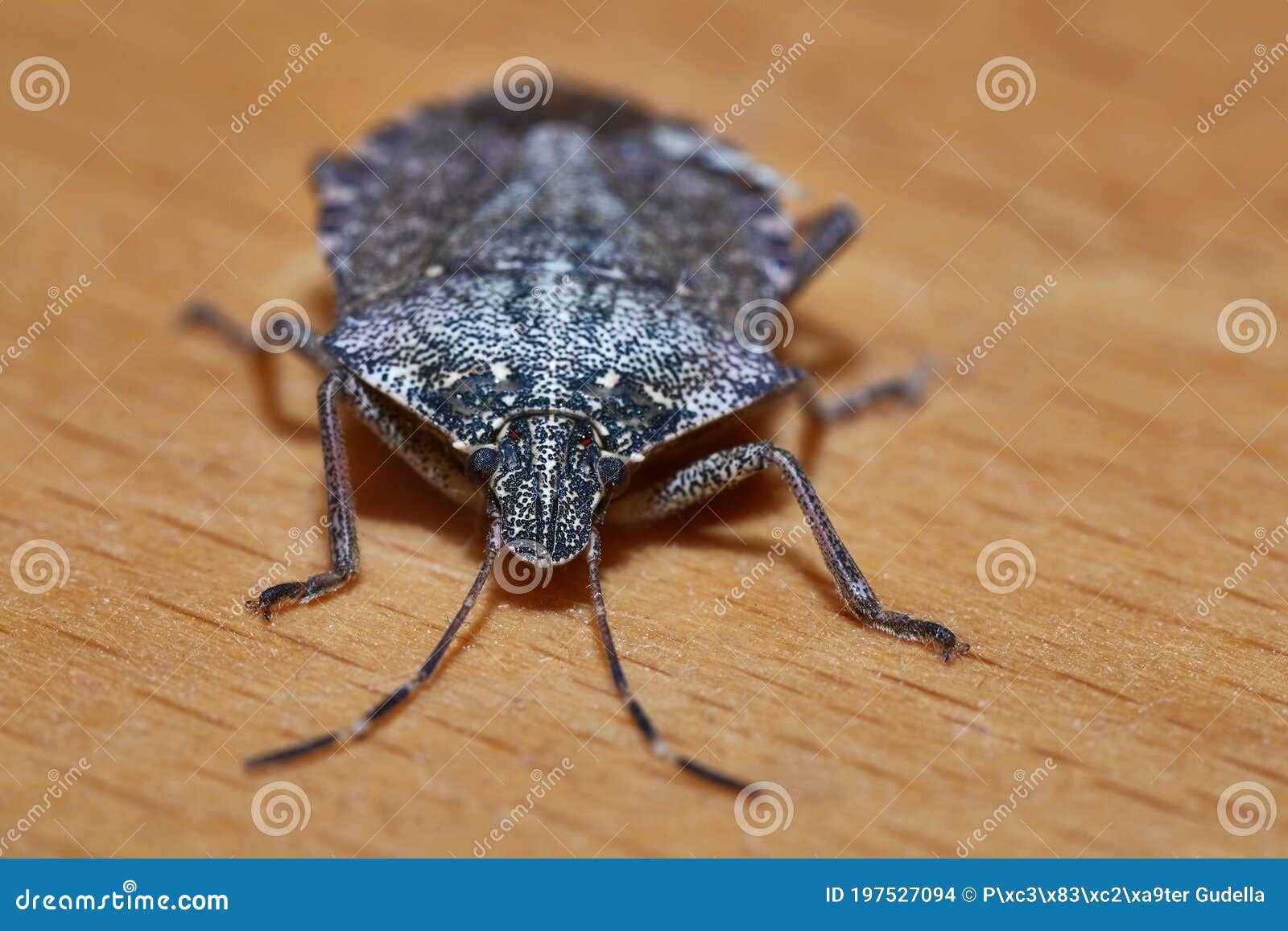 Stink bug closeup stock photo. Image of table, inside - 197527094