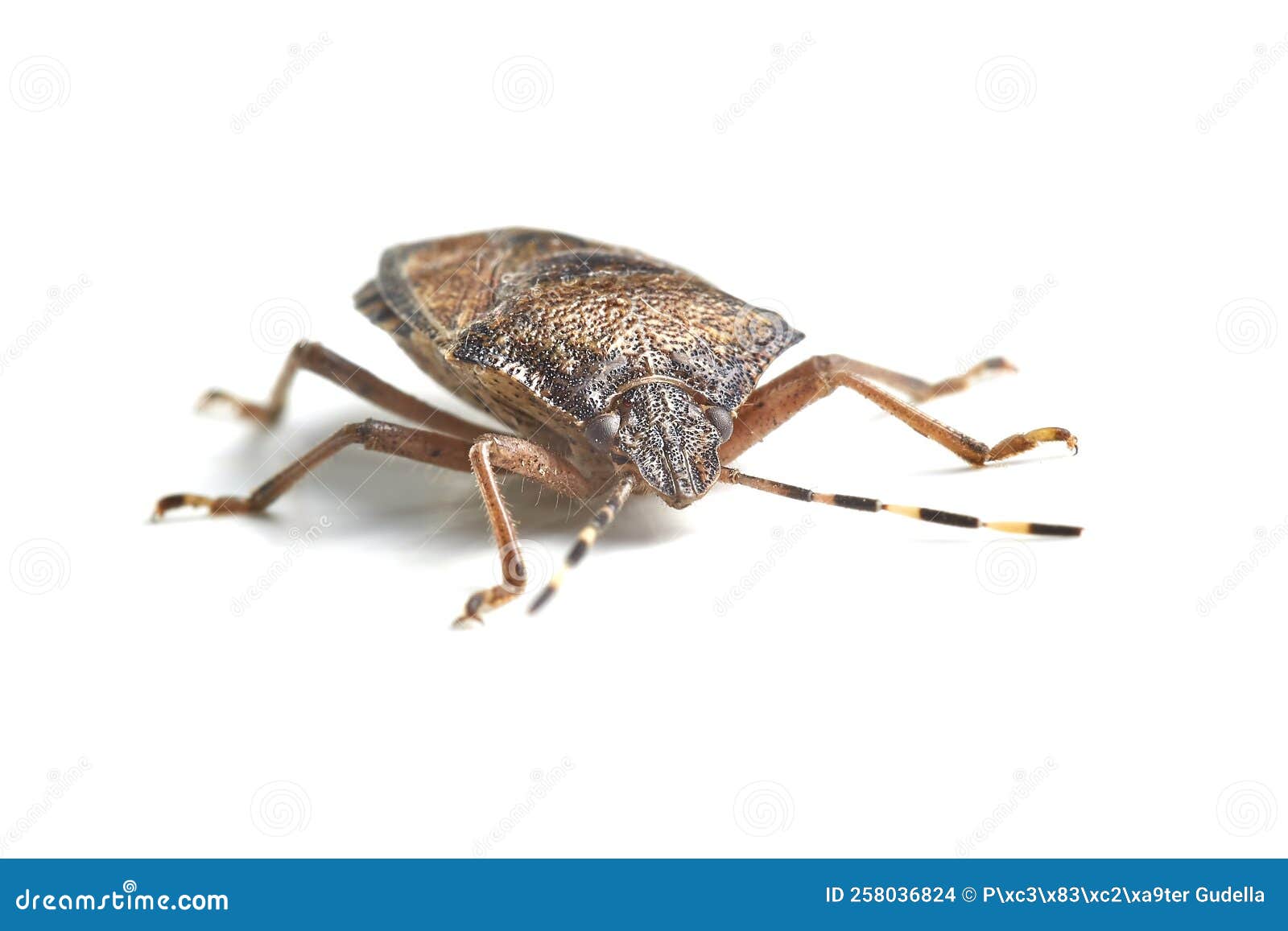 Stink bug closeup stock photo. Image of inside, animal - 258036824