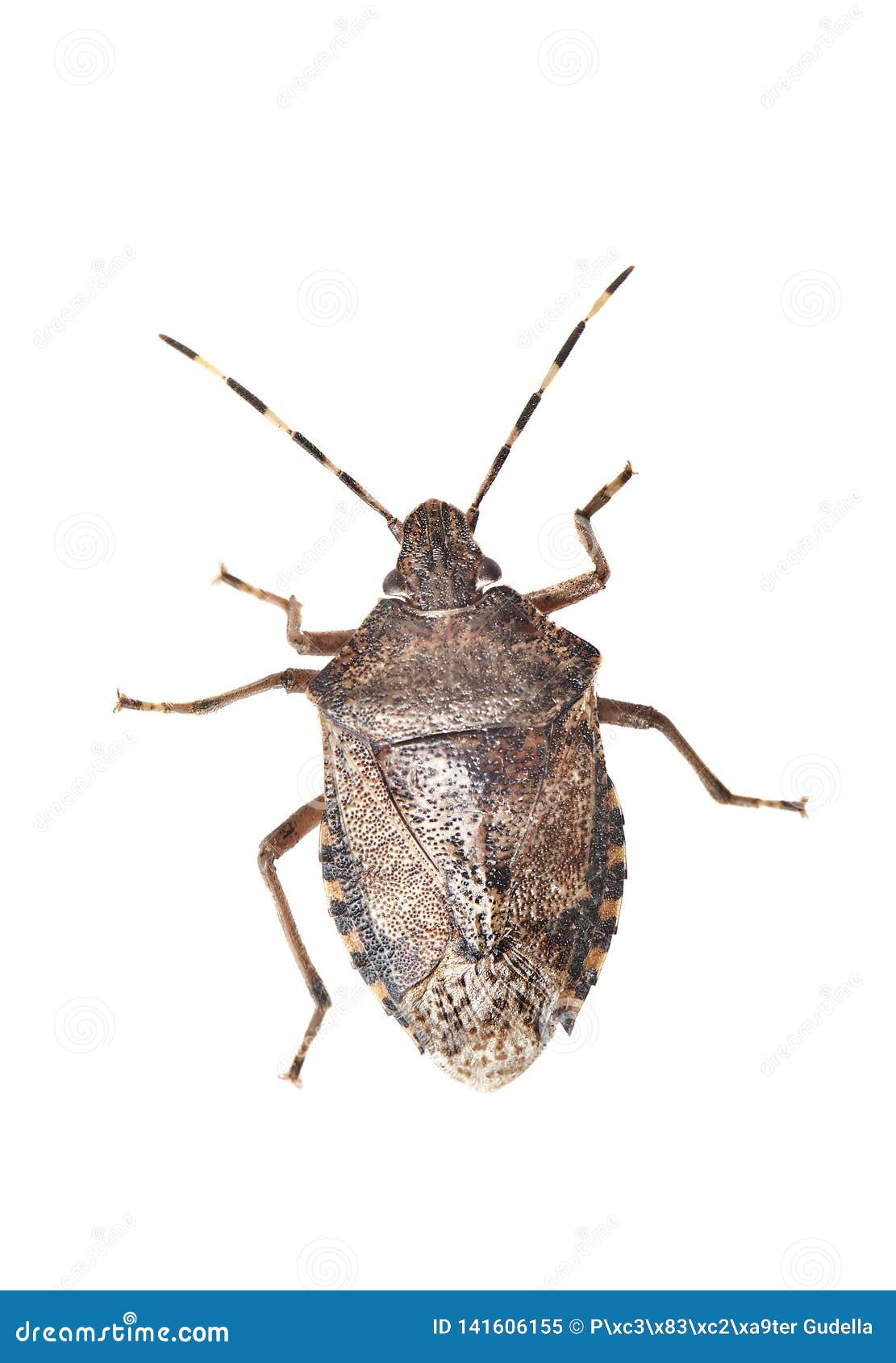 Stink bug closeup stock image. Image of inside, creature - 141606155