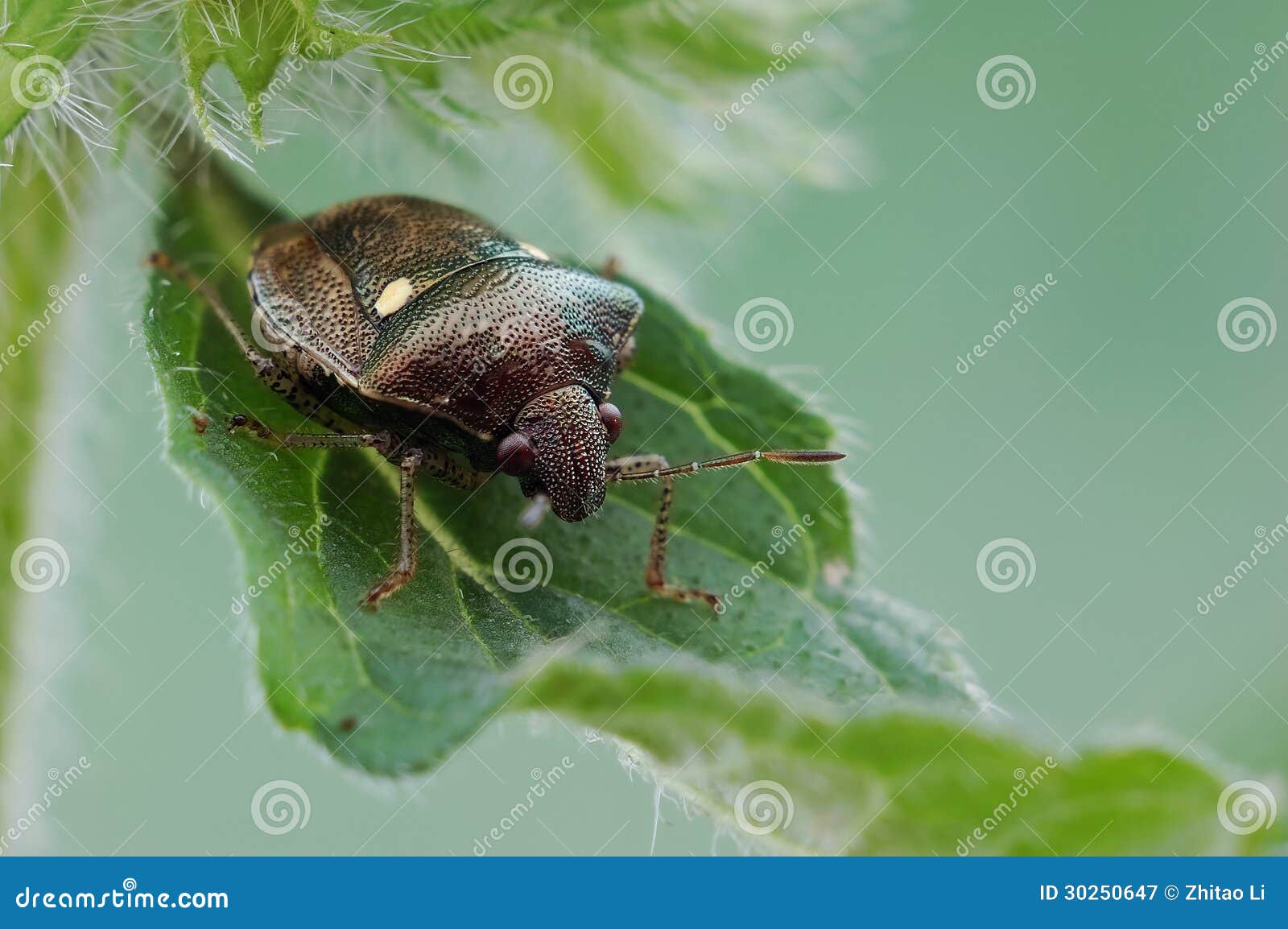 Stink bug stock image. Image of insects, details, backdrop - 30250647