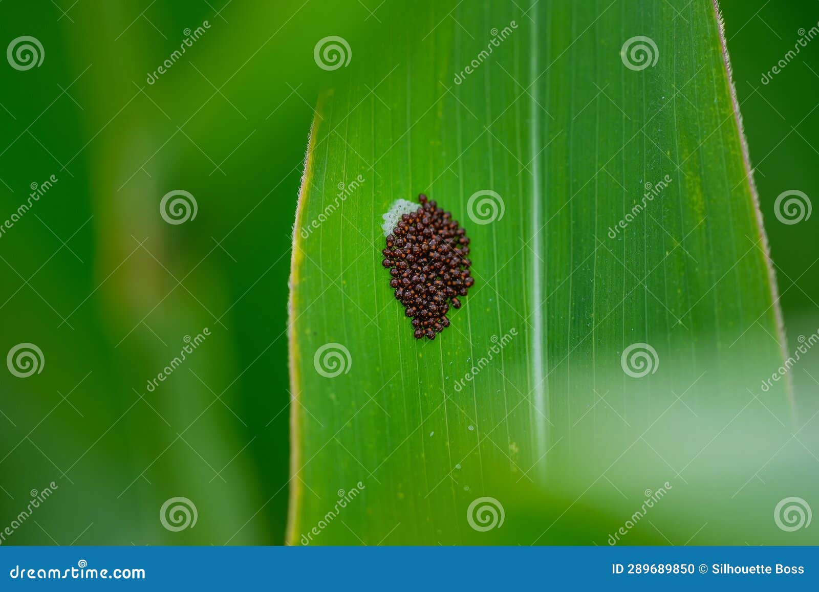 Stink Bug Eggs with Tree Bug, Pentatomidae Larvae Bugs on the Leaf of a ...