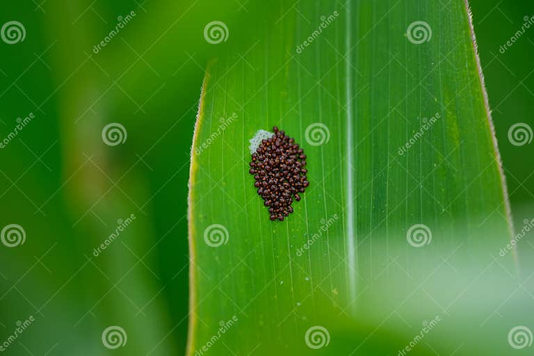 Stink Bug Eggs with Tree Bug, Pentatomidae Larvae Bugs on the Leaf of a ...