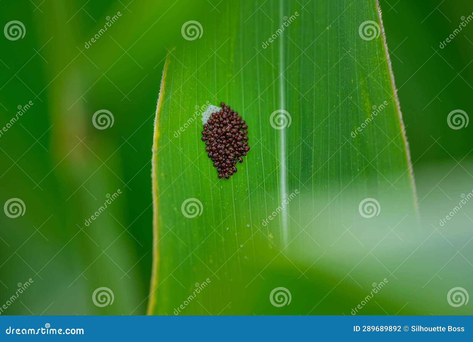 Stink Bug Eggs with Tree Bug, Pentatomidae Larvae Bugs on the Leaf of a ...
