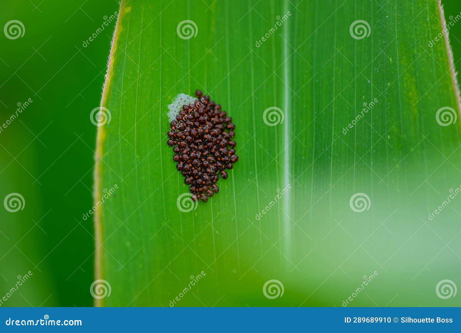 Stink Bug Eggs with Tree Bug, Pentatomidae Larvae Bugs on the Leaf of a ...