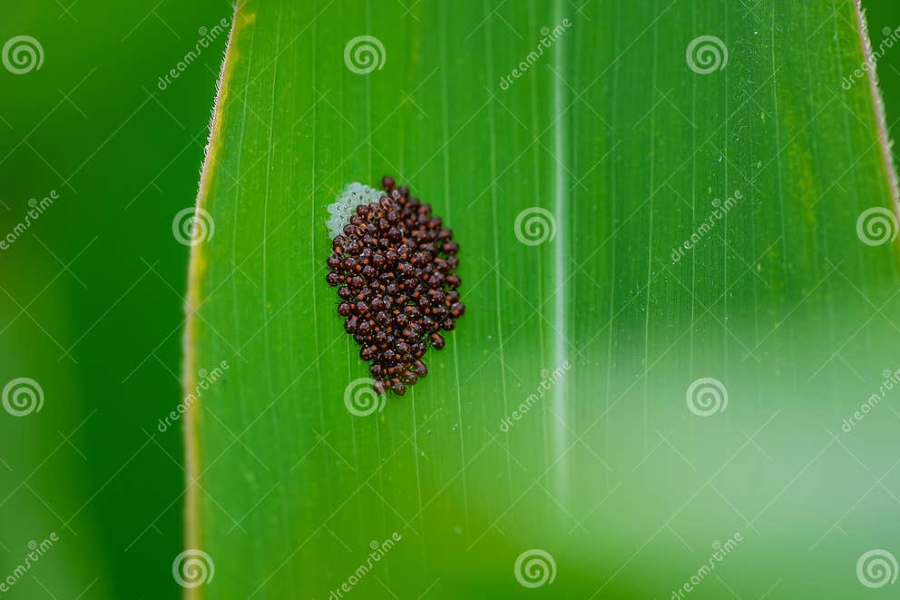 Stink Bug Eggs with Tree Bug, Pentatomidae Larvae Bugs on the Leaf of a ...