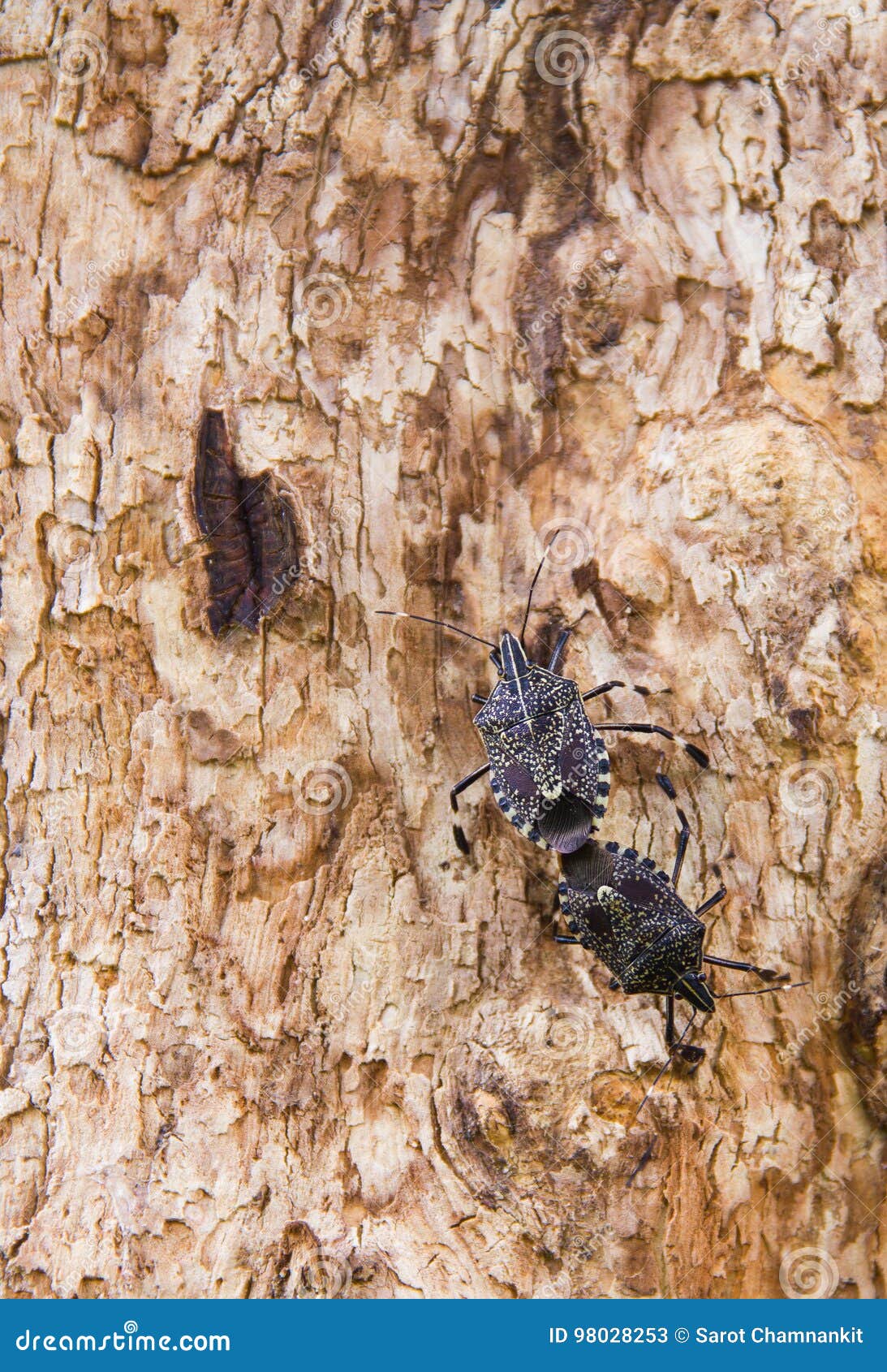 Stink Bug Eocanthecona Furcellata Mating on Tree. Stock Image - Image ...