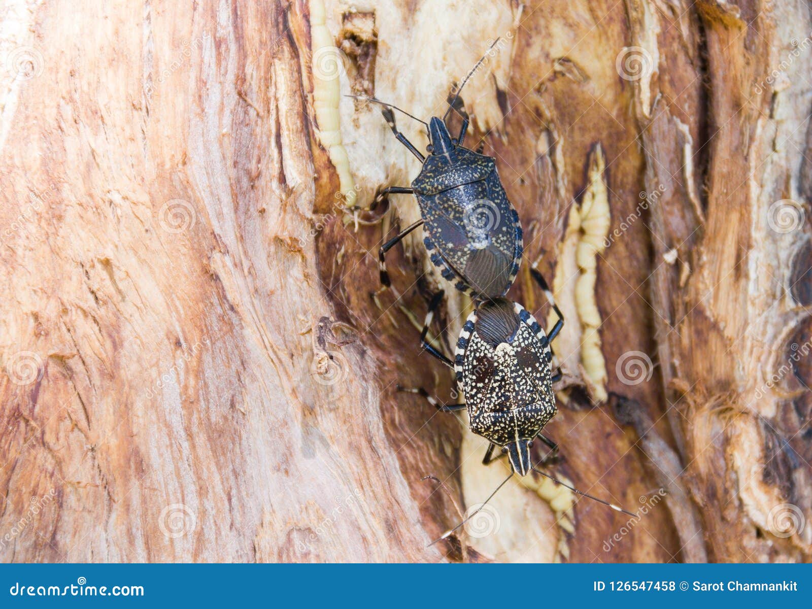 Stink Bug Eocanthecona Furcellata Stock Photo - Image of insect, nature ...