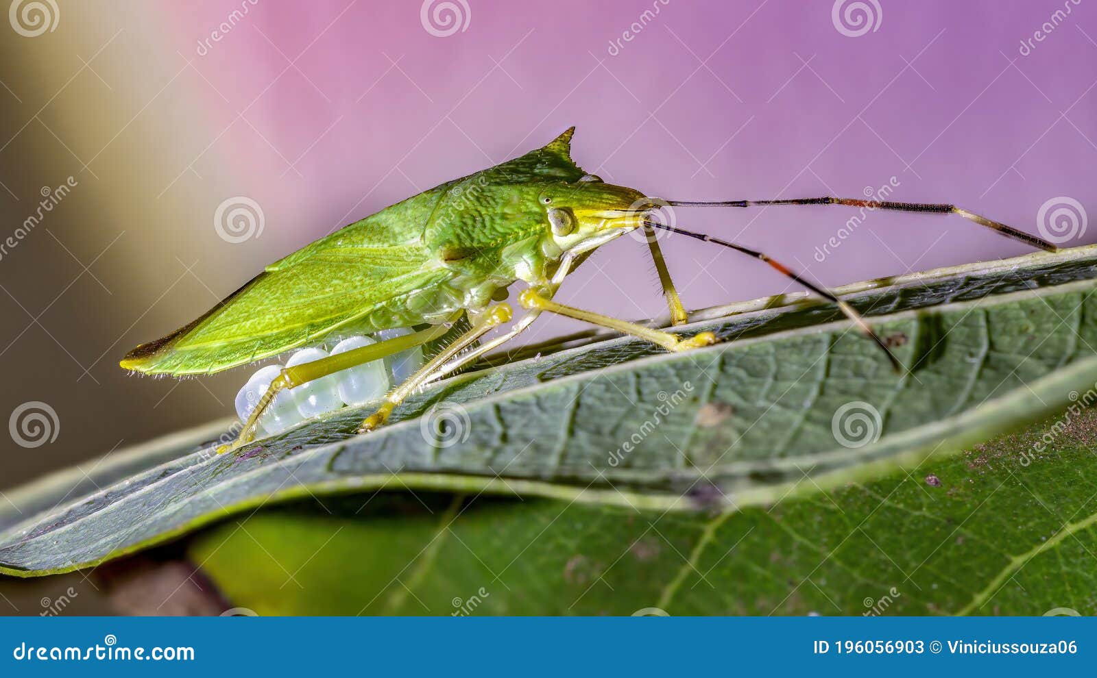 Stink bug stock image. Image of plant, brazilian, insect - 196056903