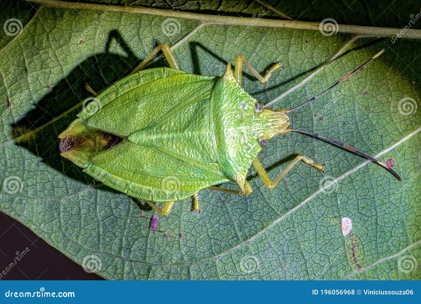 Stink bug stock photo. Image of garden, natural, cerrado - 196056968