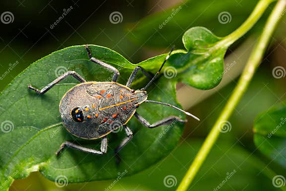 Stink Bug on a Green Leaf Close Up Stock Image - Image of head, little ... Stink Bug on a Green Leaf Close Up Stock Image - Image of head, little ...