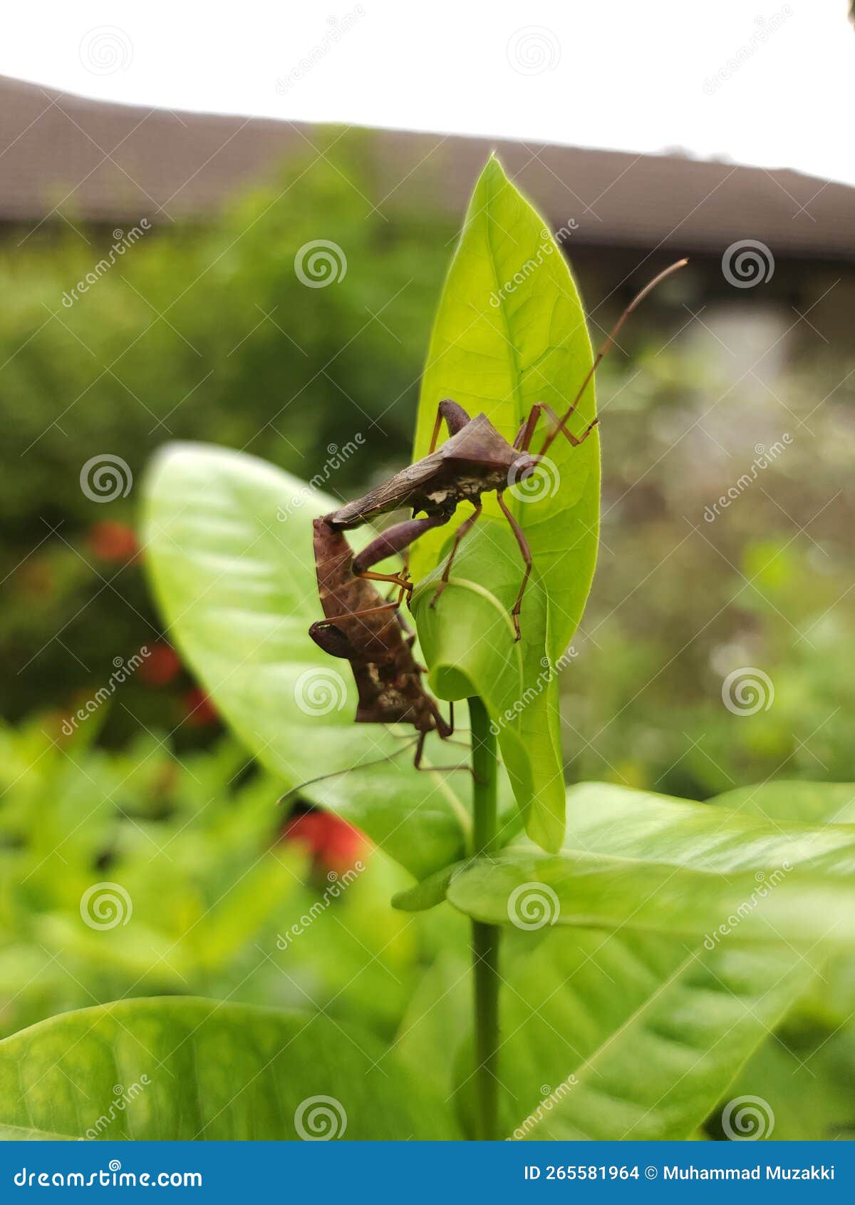 Stink Bug in the Green Leaves with Blur Background Stock Photo - Image ...