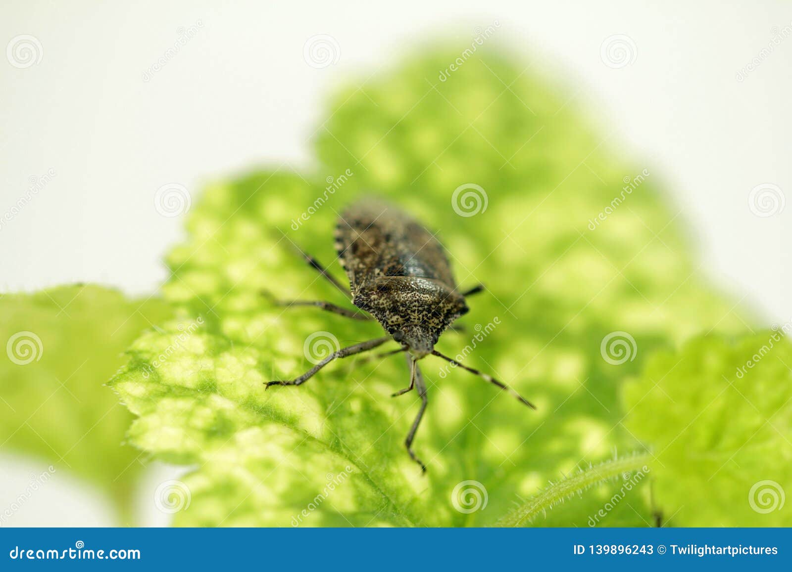 Stink Bug on Hen with Chick Stock Image - Image of garden, chick: 139896243