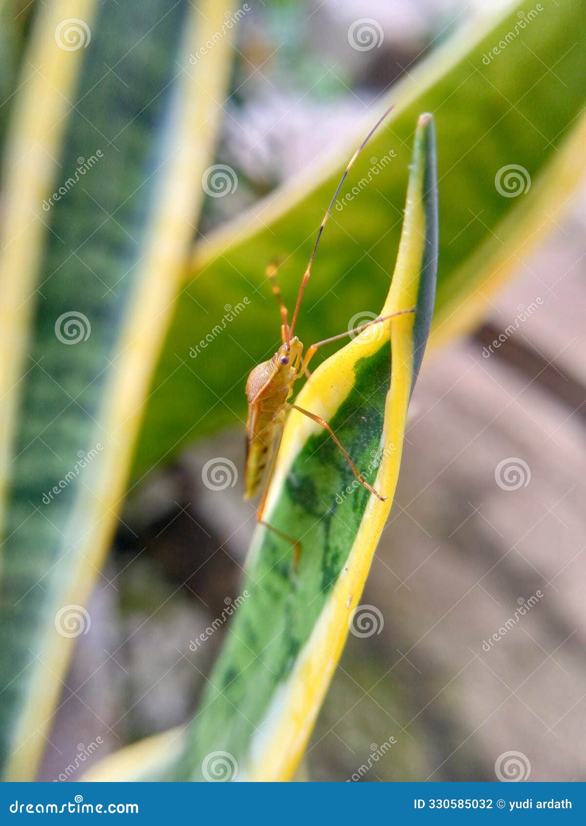 Insect And Rice Berry Stock Photography | CartoonDealer.com #118871918