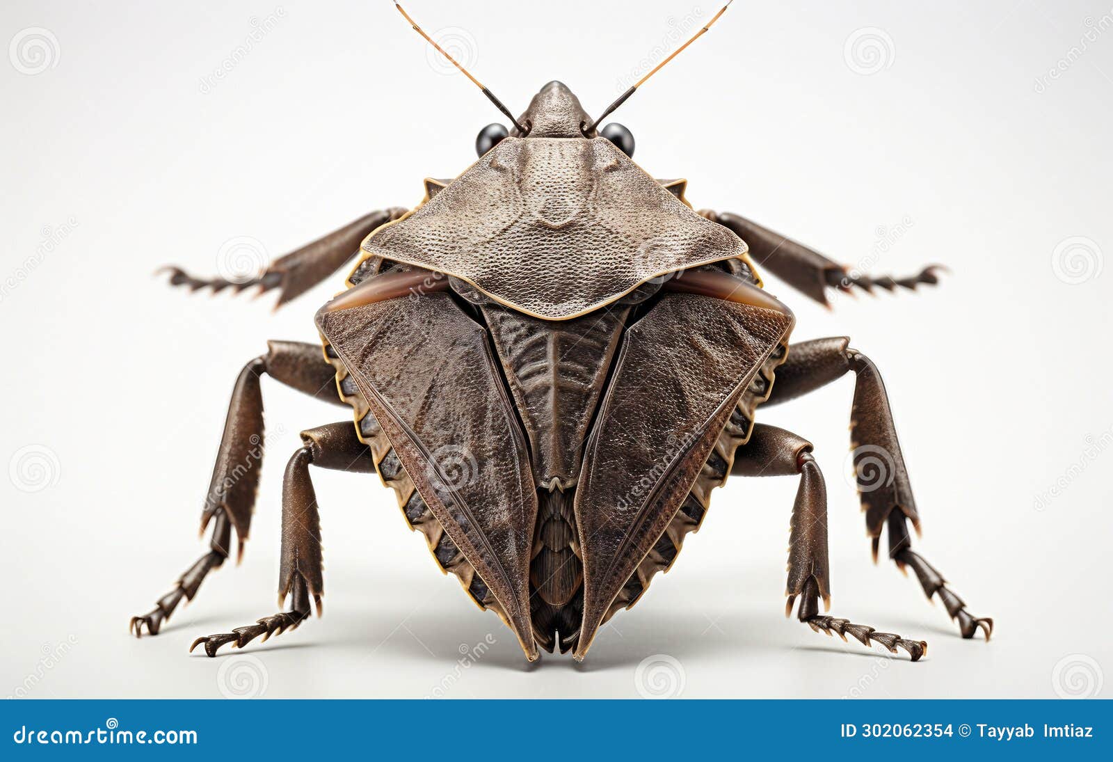 Stink Bug Insect Isolated On A Transparent Background. Royalty-Free ...