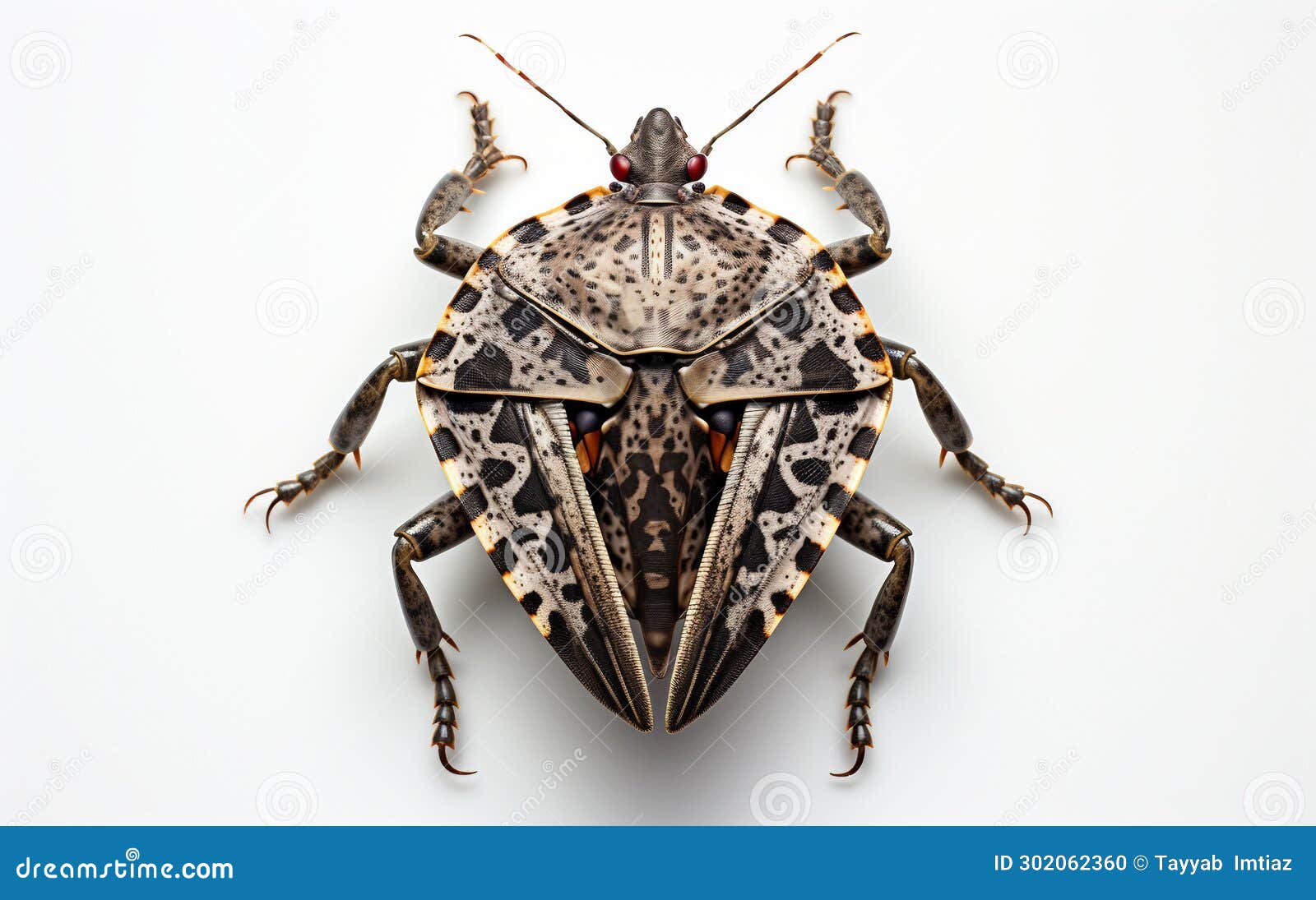Stink Bug Insect Isolated On A Transparent Background. Royalty-Free ...
