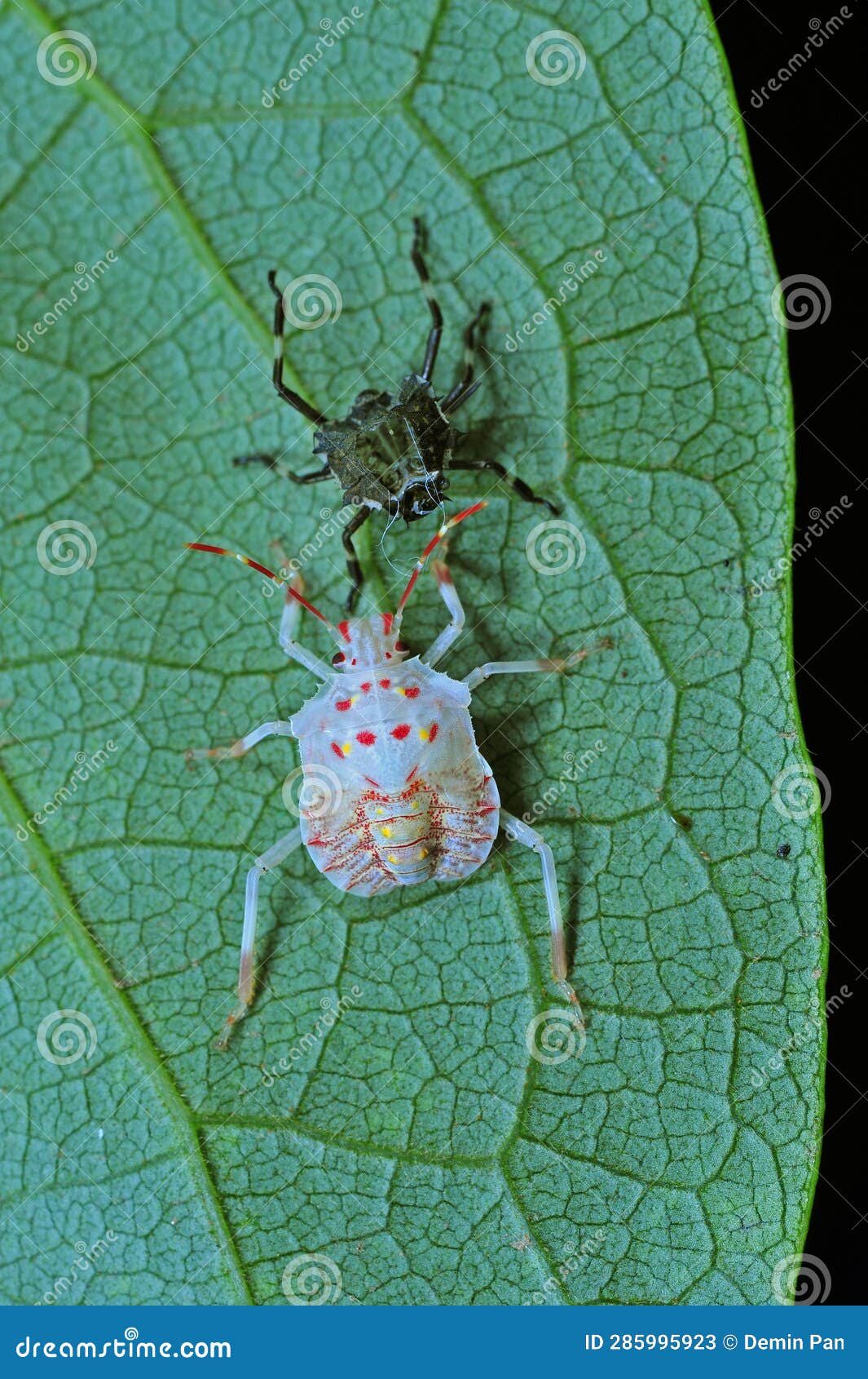 Stink Bug, a Kind of Insect Stock Image - Image of beatles, sunshine ...
