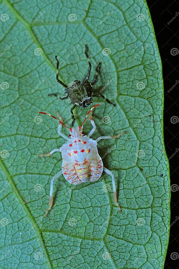 Stink Bug, a Kind of Insect Stock Image - Image of beatles, sunshine ...