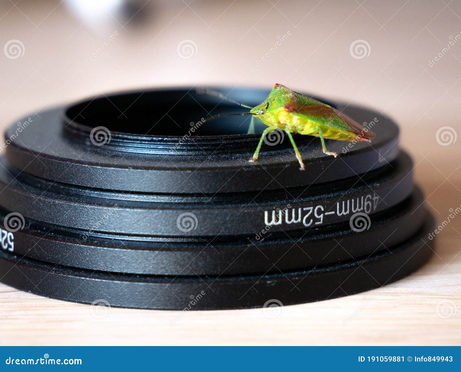 Stink Bug on Lens Adapter Ring Stock Image - Image of elasmostethus ...