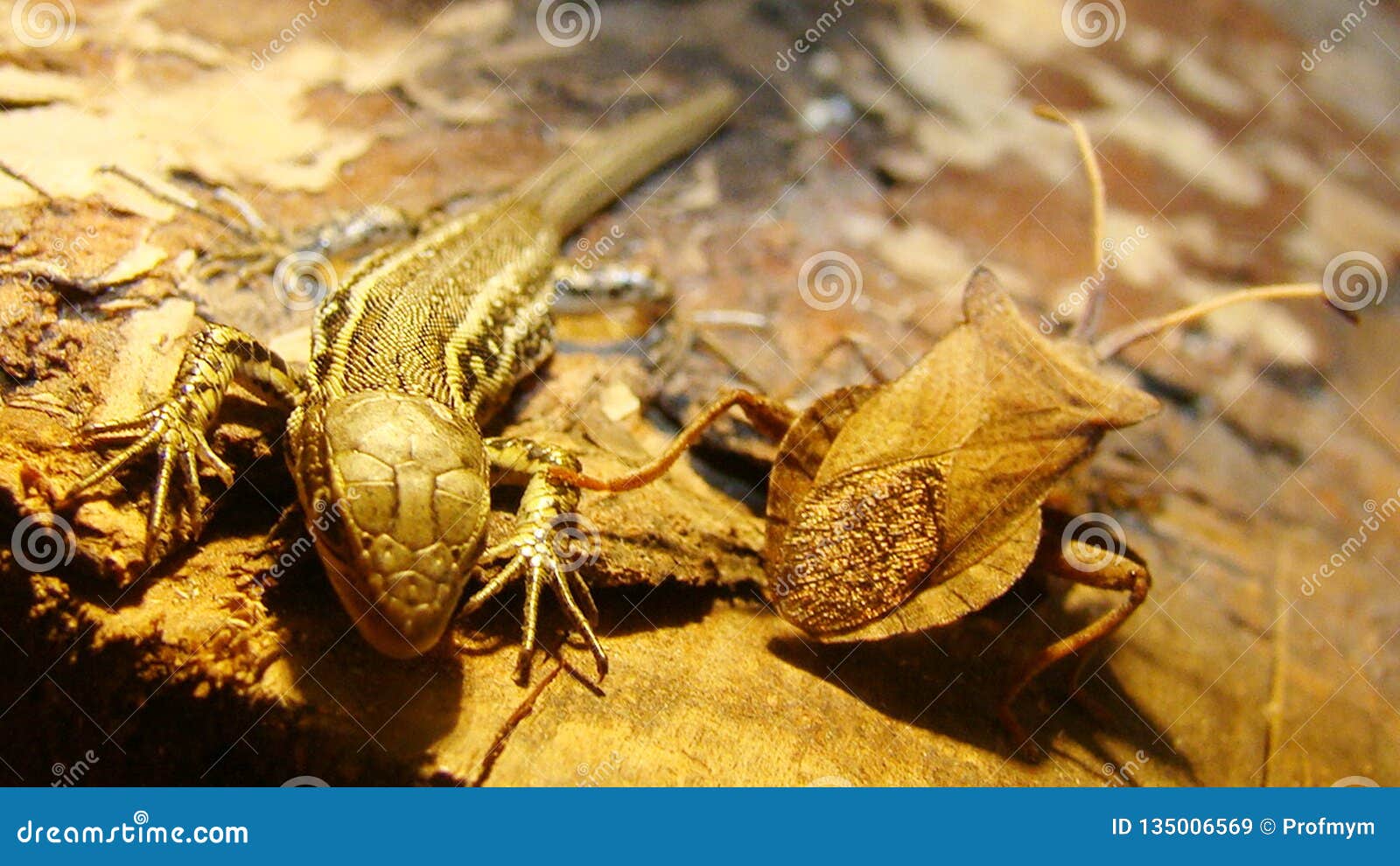 Stink Bug and Lizard stock image. Image of tree, forest - 135006569