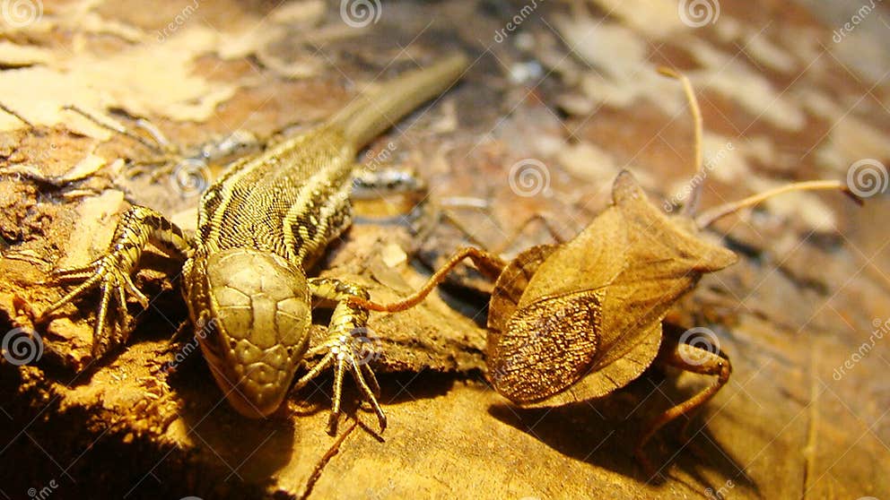 Stink Bug and Lizard stock image. Image of tree, forest - 135006569