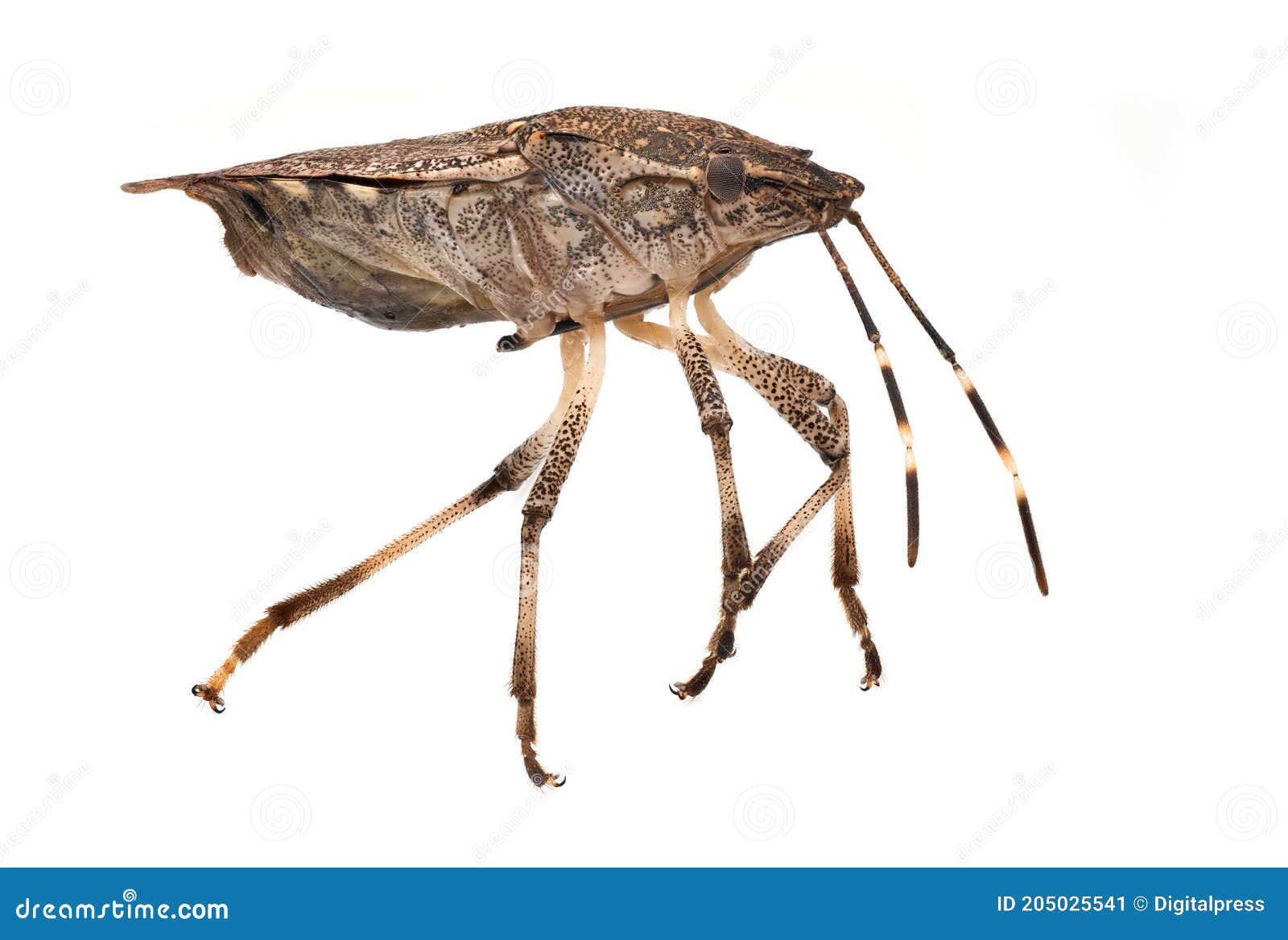 Stink Bug Macrophotography stock image. Image of animal - 205025541