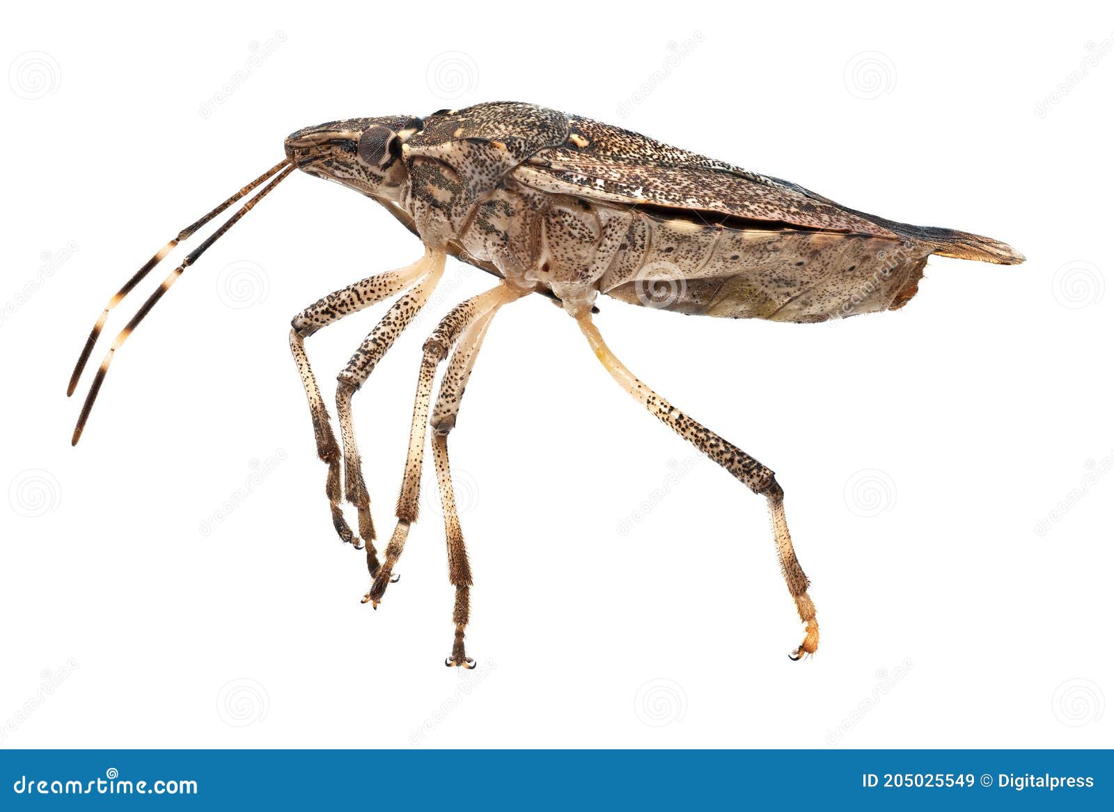 Stink Bug Macrophotography stock image. Image of pest - 205025549