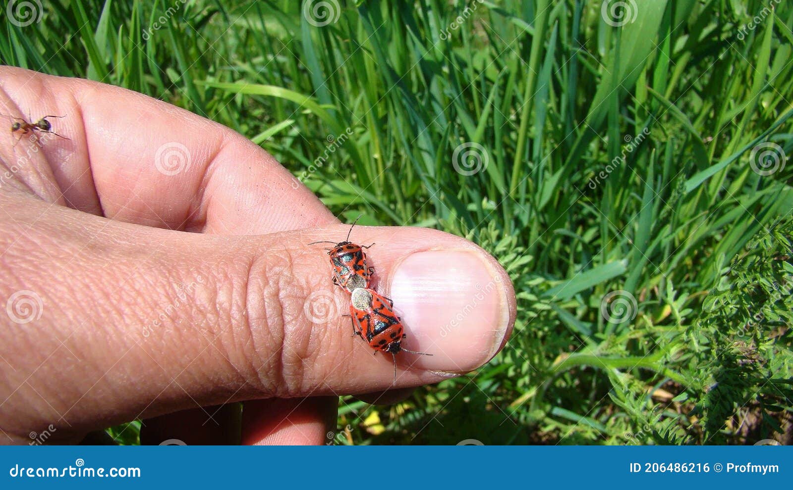 Stink Bug. Mating Insects On The Hand. Blue Stink Bug. Wildlife Royalty ...