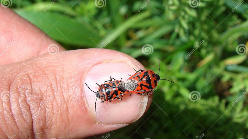 Stink Bug, Mating Insects. Firebug. Red and Black Striped Stink Bug ...