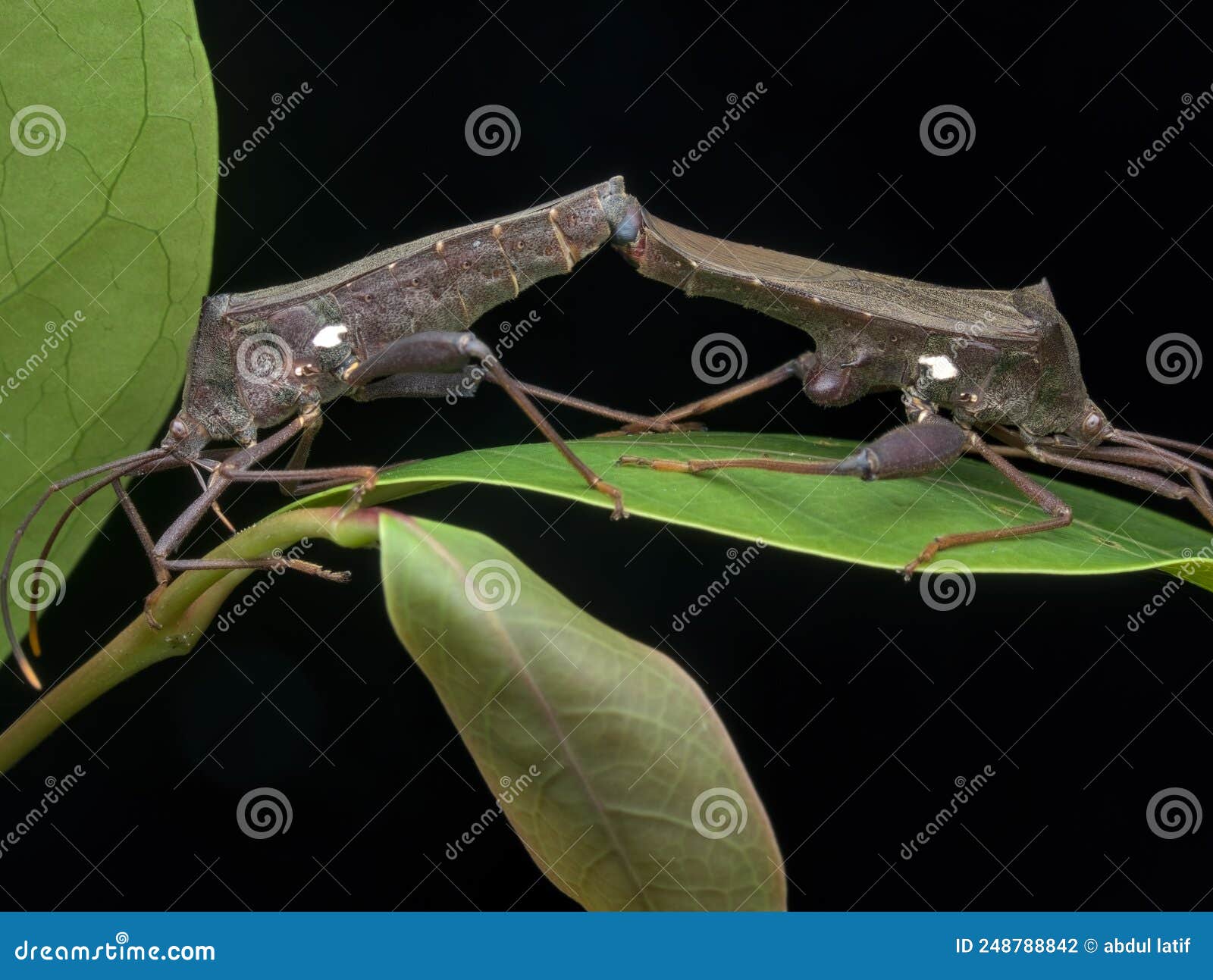 Stink Bug Mating on the Leaves Stock Photo - Image of sangit, wildlife ...