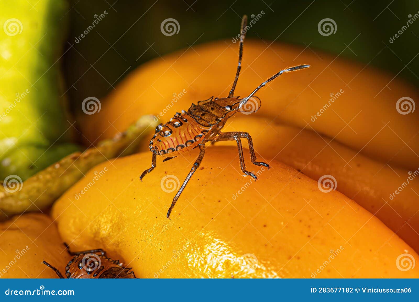 Stink bug nymph stock photo. Image of nymph, green, pentatomorpha ...