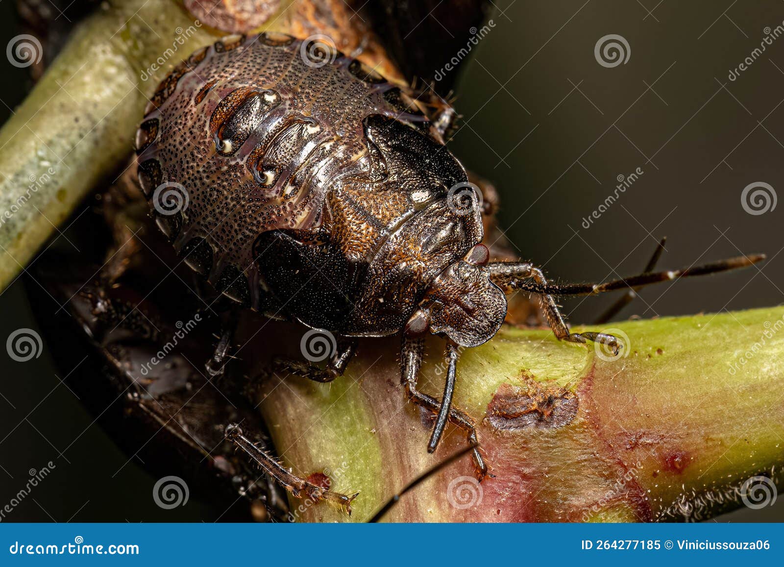 Stink bug Nymph stock image. Image of hemiptera, bugs - 264277185
