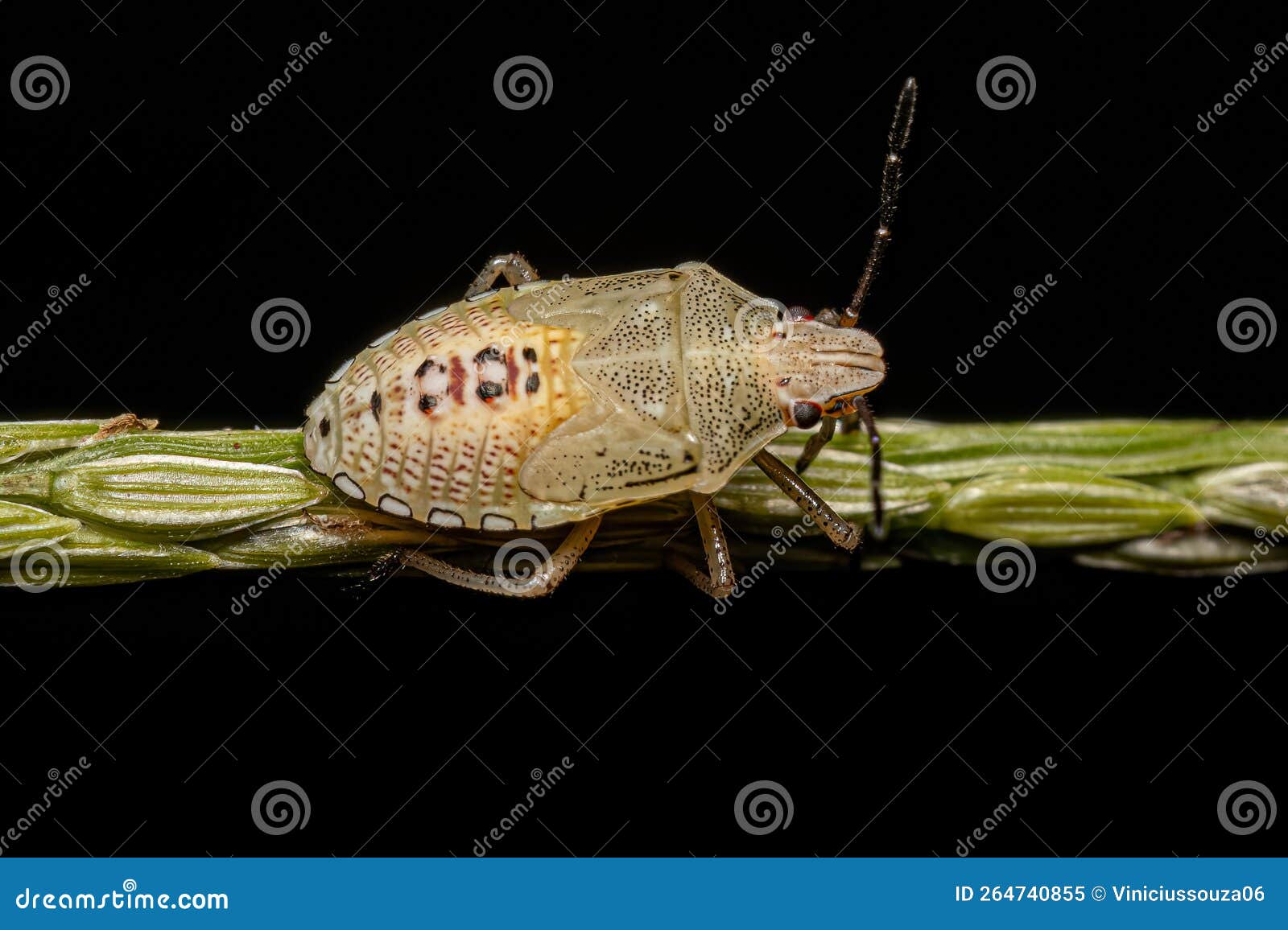 Stink Bug Nymph stock image. Image of macro, stink, animal - 264740855