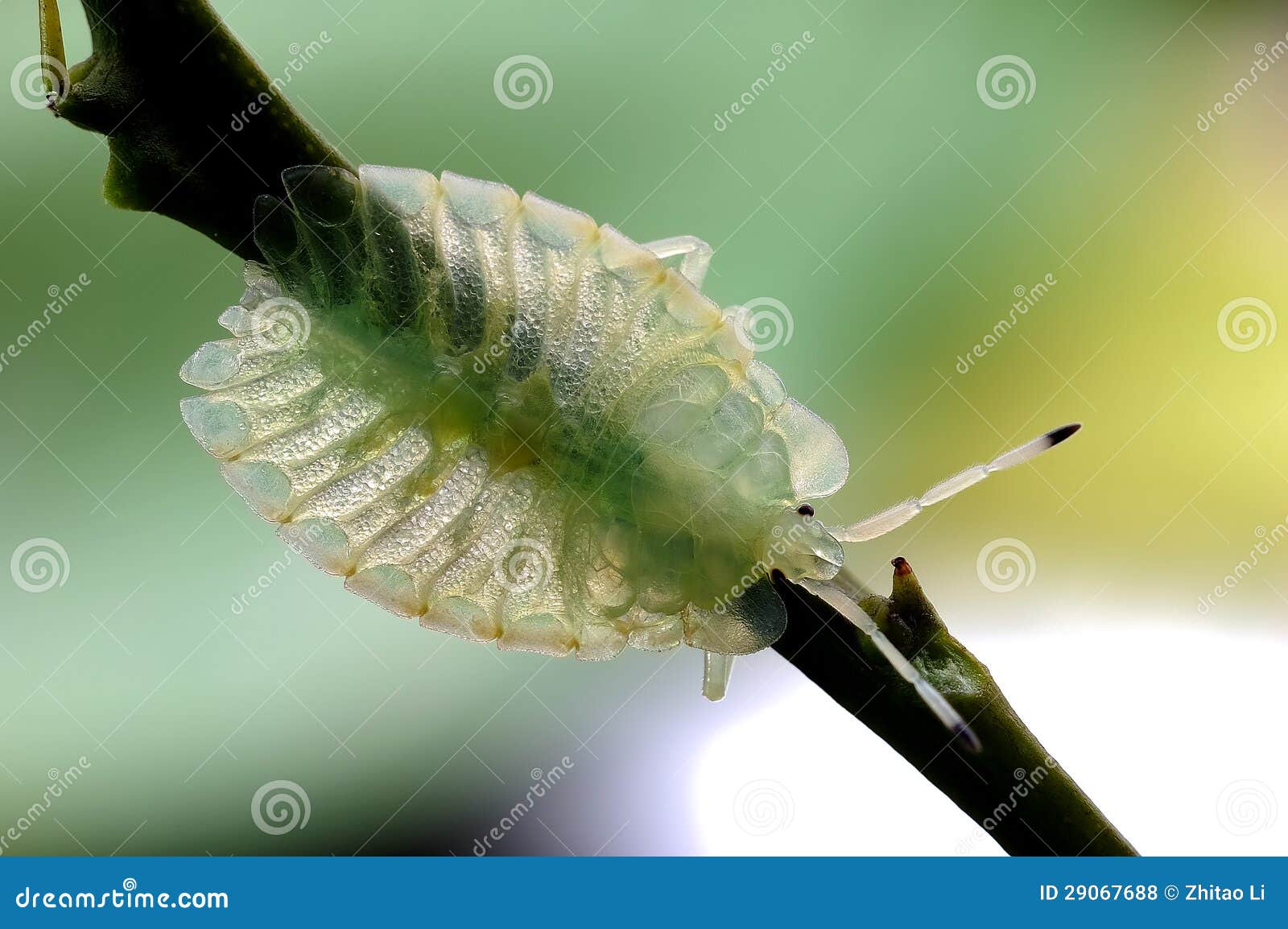 Stink bug or Pentatomidae stock photo. Image of crystal - 29067688