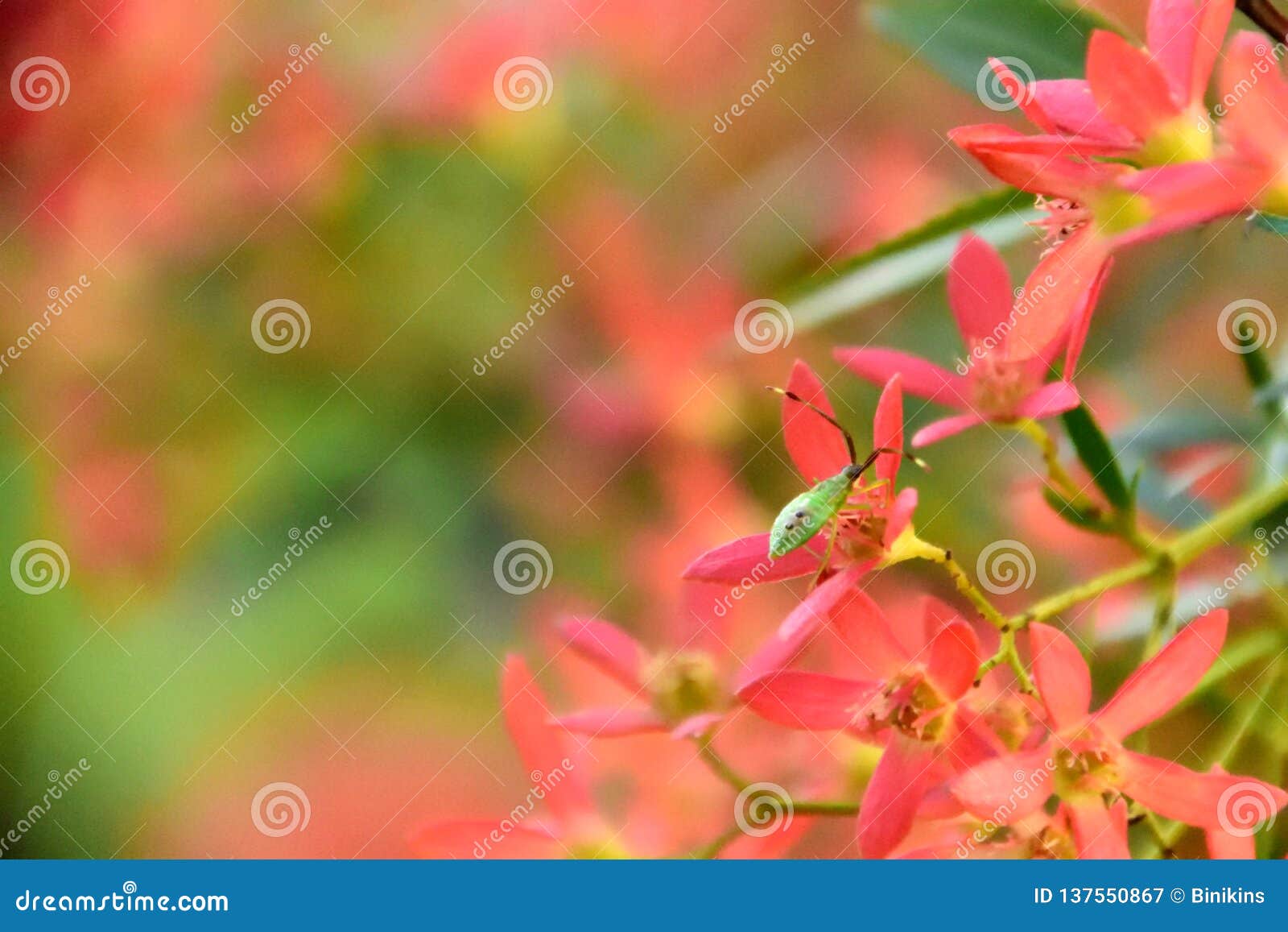 Stink Bug on Pink Flowers stock image. Image of fauna - 137550867