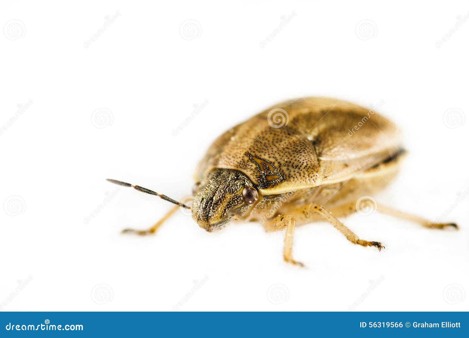 Stink Bug Portrait Isolated on White Stock Photo - Image of iridecent ...