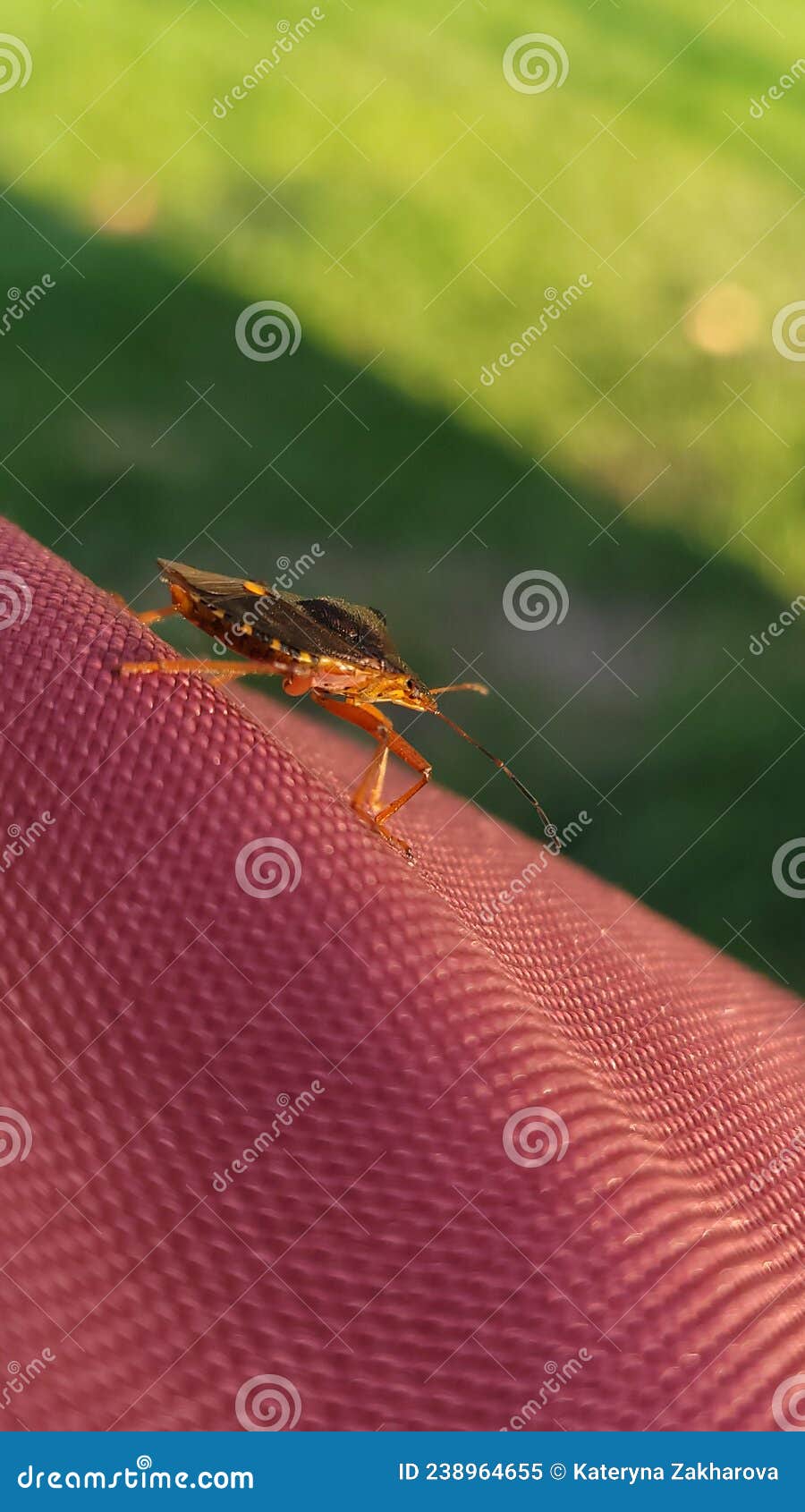 Stink Bug on a Red Backpack in the Sunset Rays in the Park Stock Image ...