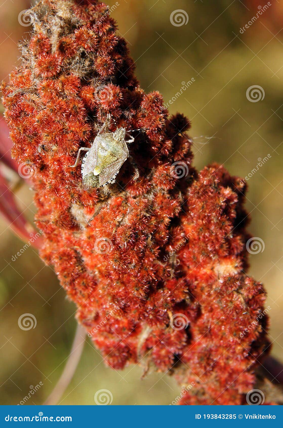 Stink Bug on Red Drupes of Sumac Stock Image - Image of closeup ...